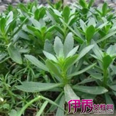 【田七的功效与作用及食用方法】【图】田七的功效与作用及食用方法 专家为您详细解析3伊秀健康