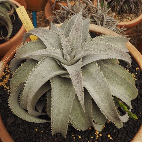 Dyckia - PictureThis