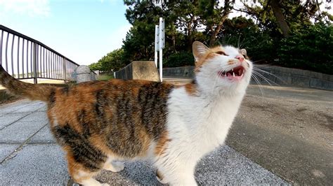 人懐っこい三毛猫が「ついて来て！」といって海岸へ案内してくれた Youtube