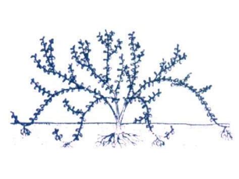 Plant Propagation Sexual And Asexual Propapagationpptx