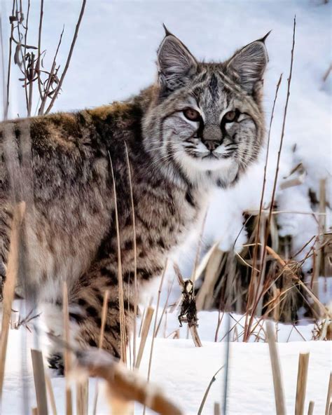 Bobcat Or Lynx Heres How You Can Tell Vaildaily