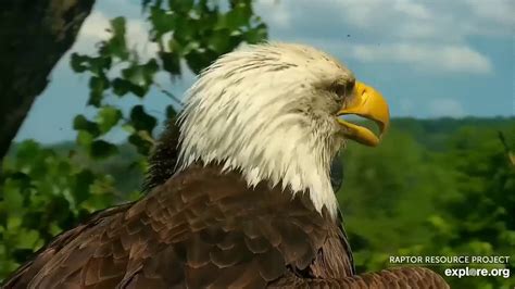 Decorah Eagles Close Ups 05 26 2020 Youtube