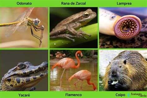 Flora Y Fauna De Los Humedales Ejemplos Y Fotos