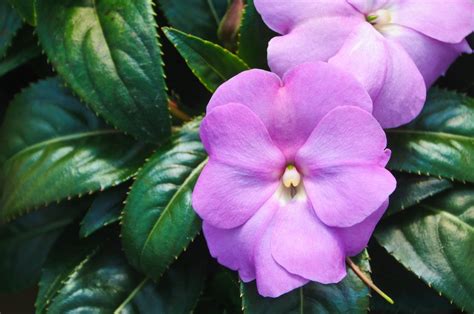 How To Grow New Guinea Impatiens Care For New Guinea Impatiens