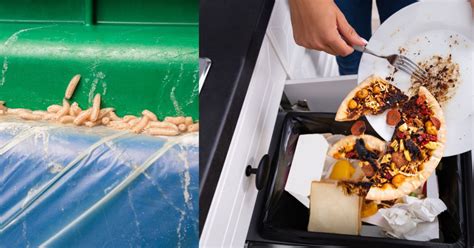 Cómo Eliminar Los Gusanos Blancos De La Cocina Aléjalos De Tu Comida Y