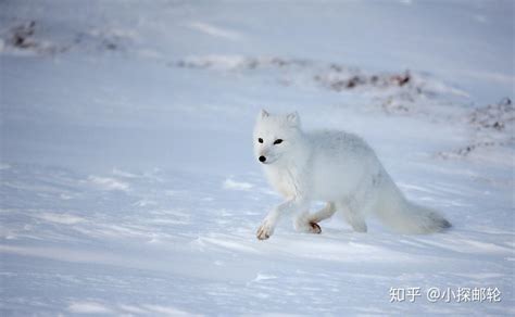 北极怎么玩这一篇或许说清楚了 知乎