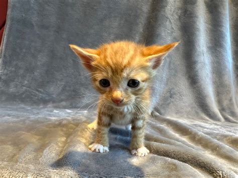 코리안숏헤어 제이 렉돌분양가격 브리숏분양가격 브리티시숏헤어분양가격 러블분양가격 티컵비숑프리제분양 티컵포메라니안분양 티컵말티즈분양 티컵말티푸분양 티컵푸들분양 티컵강아지분양