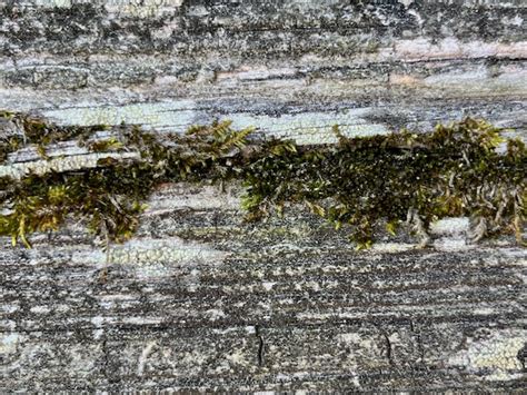 Controlling Moss In Your Garden The Pitt County Arboretum
