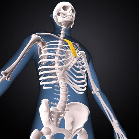 Premium Photo Human Skeleton Spineribsternum And Radius Anatomy 3d Render