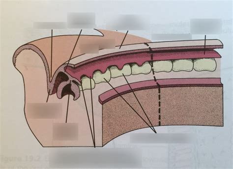 Dental Lamina Diagram Quizlet