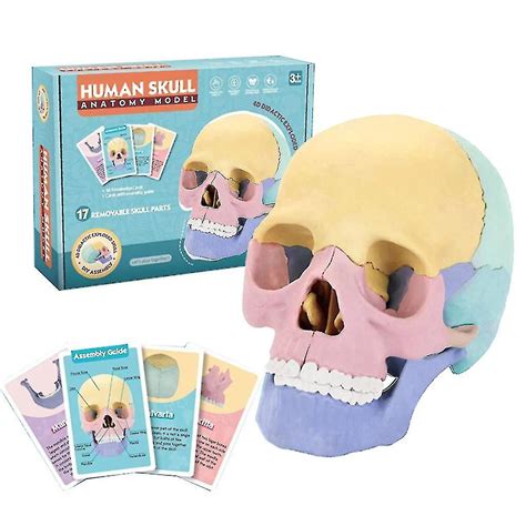 Anatomy Skull Model Human Medical Skull Model Human Skull Model For