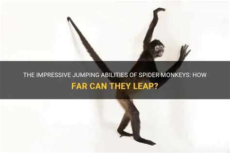 The Impressive Jumping Abilities Of Spider Monkeys How Far Can They Leap PetShun