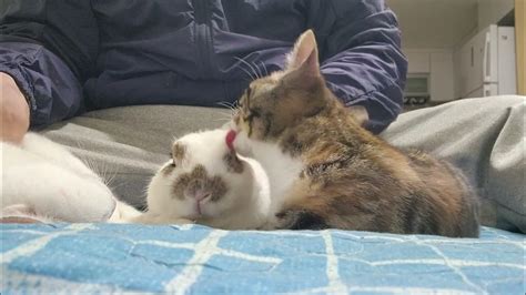 고양이 토끼 만지고 놀아주기 Youtube