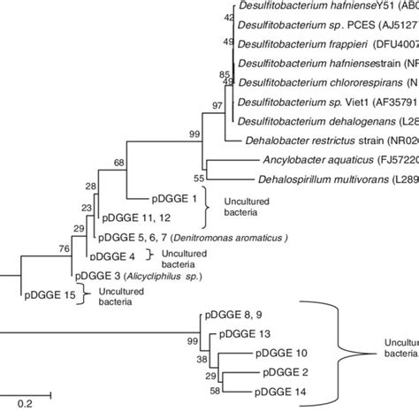 The Evolutionary History Was Inferred Using The Neighbourjoining
