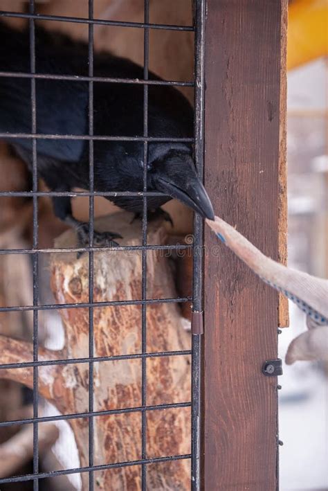 Raven Stuck Topless In Quicksand Roadfess