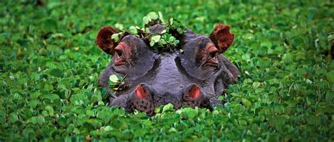 Hippopotamus Habitat