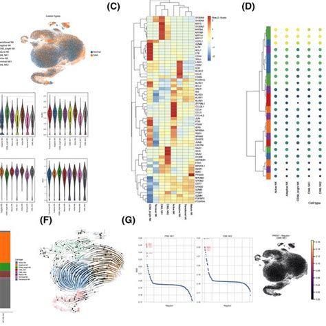 Overview Of Eight Types Of Nature Killer Nk Cells A Umap Of 76156