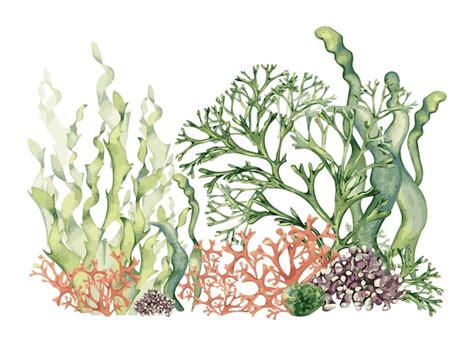 Premium Vector Composition Of Colorful Sea Plants Watercolor
