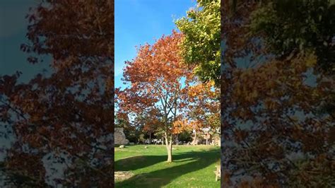 Autumn Colour Shorts Youtube