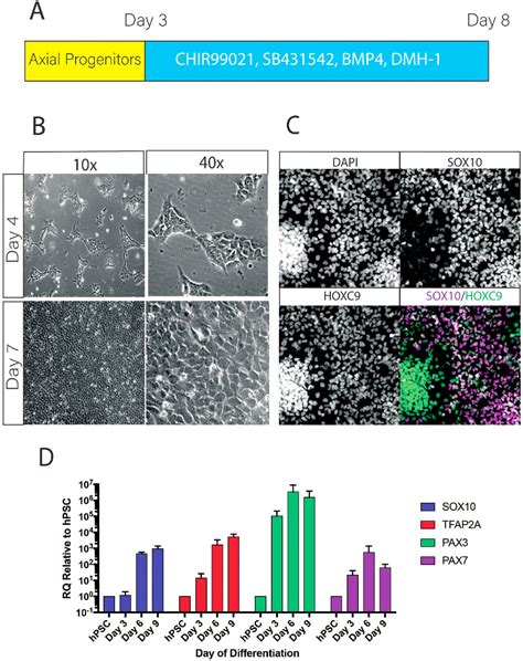 Figure 3 From Efficient Generation Of Trunk Neural Crest And Sympathetic Neurons From Human