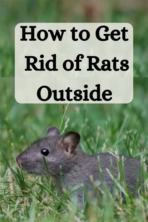 How To Get Rid Of Rats In House Naturally Artofit