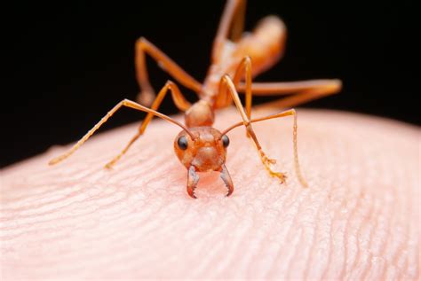 Fire Ant Pest Control Fire Ant Removal And Treatment Flick
