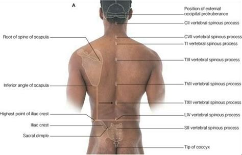 Spinous Process Scapula