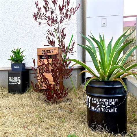 リメ缶アロエアガベ観葉植物diyのある暮らしなどのインテリア実例 2020 03 23 205928