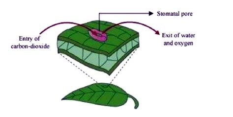 What Are Stomata Give Two Functions Of Stomata