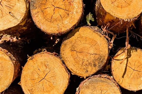Plano De Fundo Dos Muitos Logs De árvores Padrão De Madeira Foto Premium