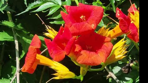 여름 꽃과 열매 Kinemaster