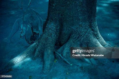 Doom Tree Photos And Premium High Res Pictures Getty Images