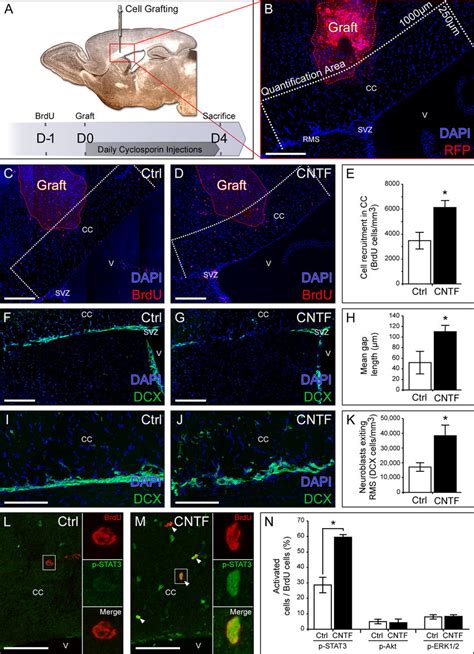Ectopic Cntf Expression Controls Svz Derived Cell Migration A
