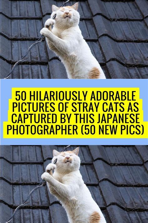 50 Hilariously Adorable Pictures Of Stray Cats As Captured By This