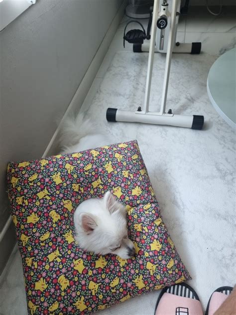 혼나는 강아지 Mlbpark