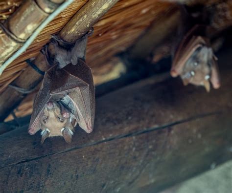 Man Dies Of Rabies In Illinois First Human Case Since 1950s