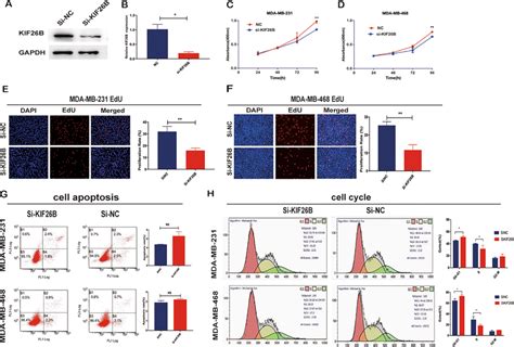 Kif26b Promotes Bc Cell Proliferation In Vitro A B The Kif26b