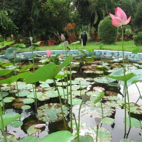 Nelumbo Nucifera Lotus Leaf Extract Manufacturer Nelumbo Nucifera