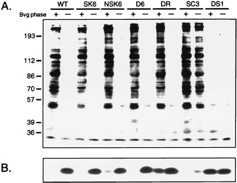 Western Blot Analysis Of The Antigenic Profiles Of Wild Type And Mutant Download Scientific