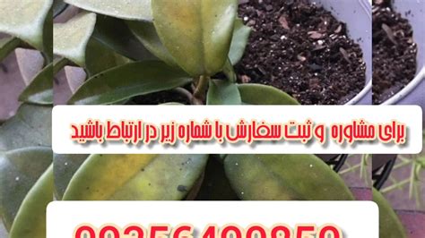 عوامل پیشگیری کرم زدن خاک گلدان سفید هزارپا آفت پشه سیاه خرخاکی پشه مگس