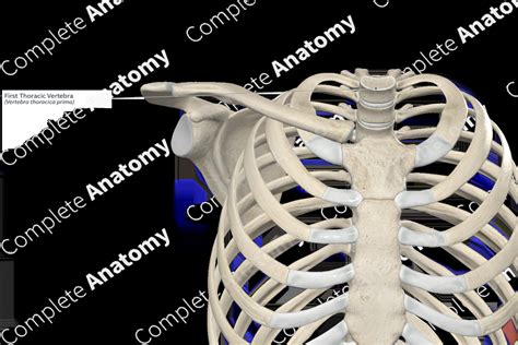First Thoracic Vertebra Complete Anatomy