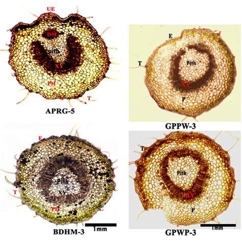Petiole Cross Section