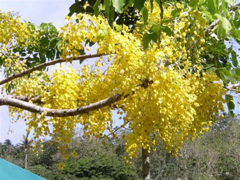 Yellow Tree Only In The Philippines Yellow Tree Philippines