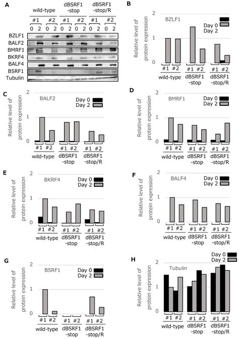 Protein Expression Dna Replication And Progeny Production Of Bsrf1 Ko