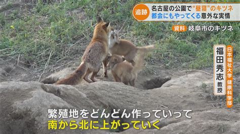 激撮！なぜ名古屋にキツネが！？ 市内7つの区でも確認され生息域拡大か Tbs News Dig 1ページ