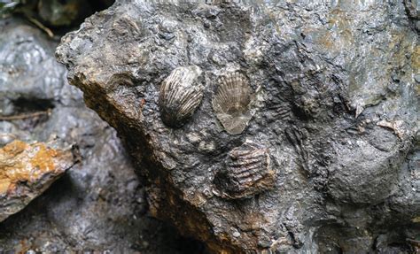 Weird Fossils Rewrite The History Of Mollusks Rockandgem Magazine 2025