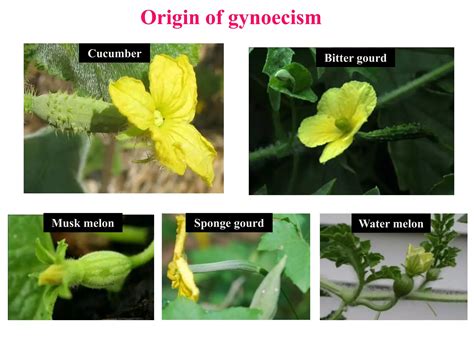Ppt On Sex Expression In Cucurbits Agriglance