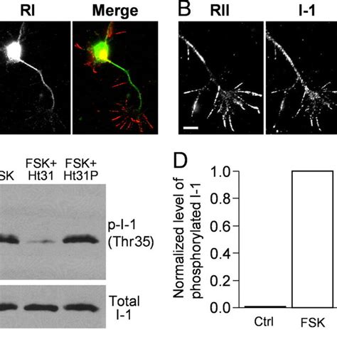 Pka Phosphorylation Of I 1 Requires Type Ii Pka Anchoring Via Akaps