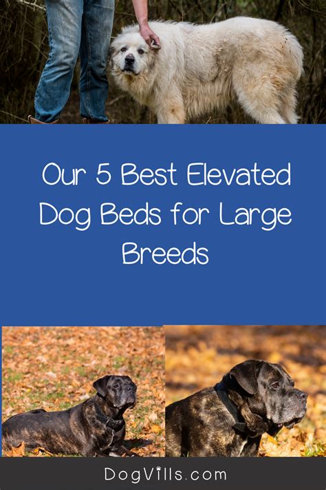 The 5 Best Elevated Dog Beds For Large Breeds Artofit
