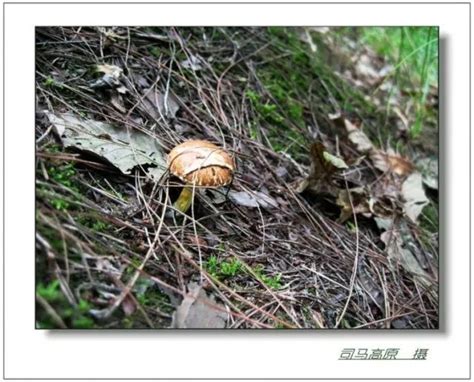 野生香菇
